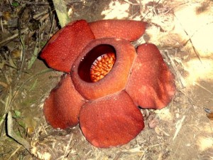 Rafflesia: de GROOTSTE bloem ter wereld! | WeAreTravellers
