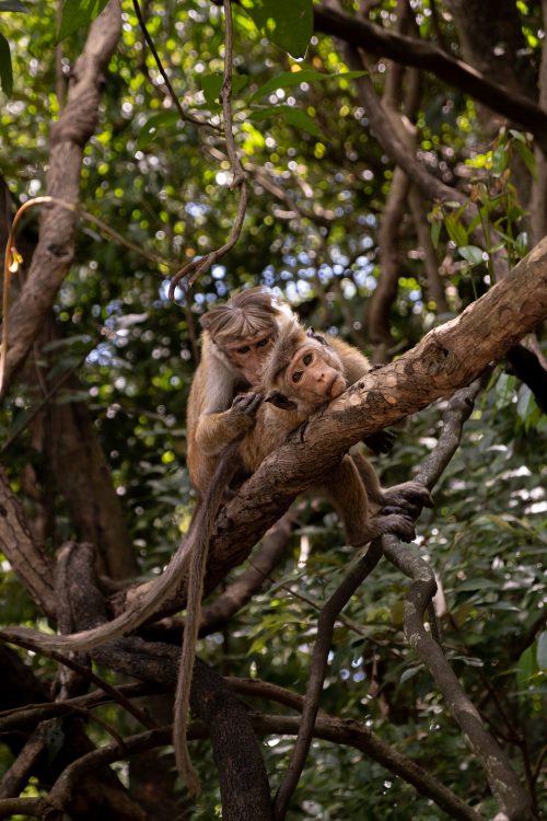 Sri Lanka bezienswaardigheden: Deze 14 plekken wil je zien!