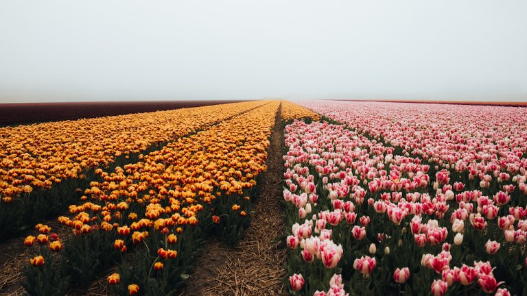 Alles over de Bollenstreek: info & to do's | We Are Travellers