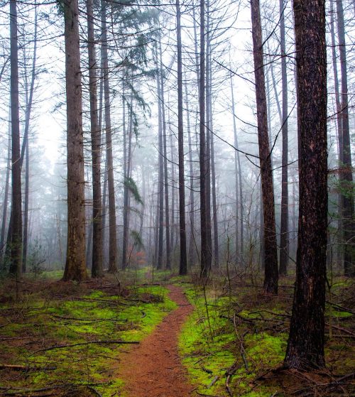 10x de mooiste bossen in Nederland | We Are Travellers