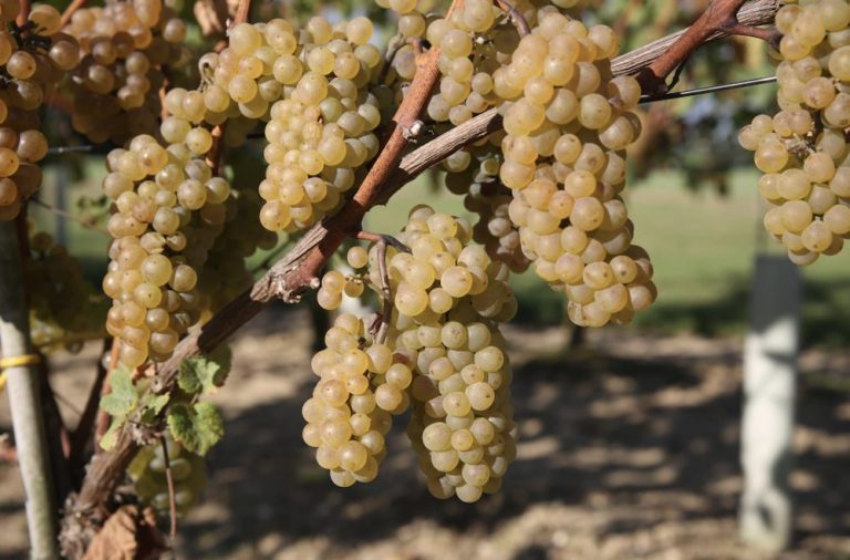 6 keer op bezoek bij een wijngaard in Limburg | WeAreTravellers