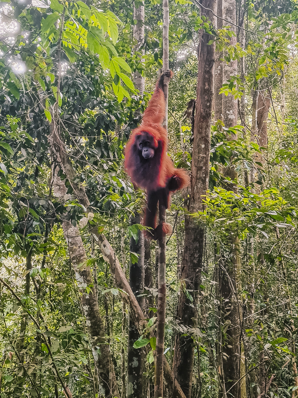 Noord-Sumatra: Deze bezienswaardigheden wil je sowieso zien!