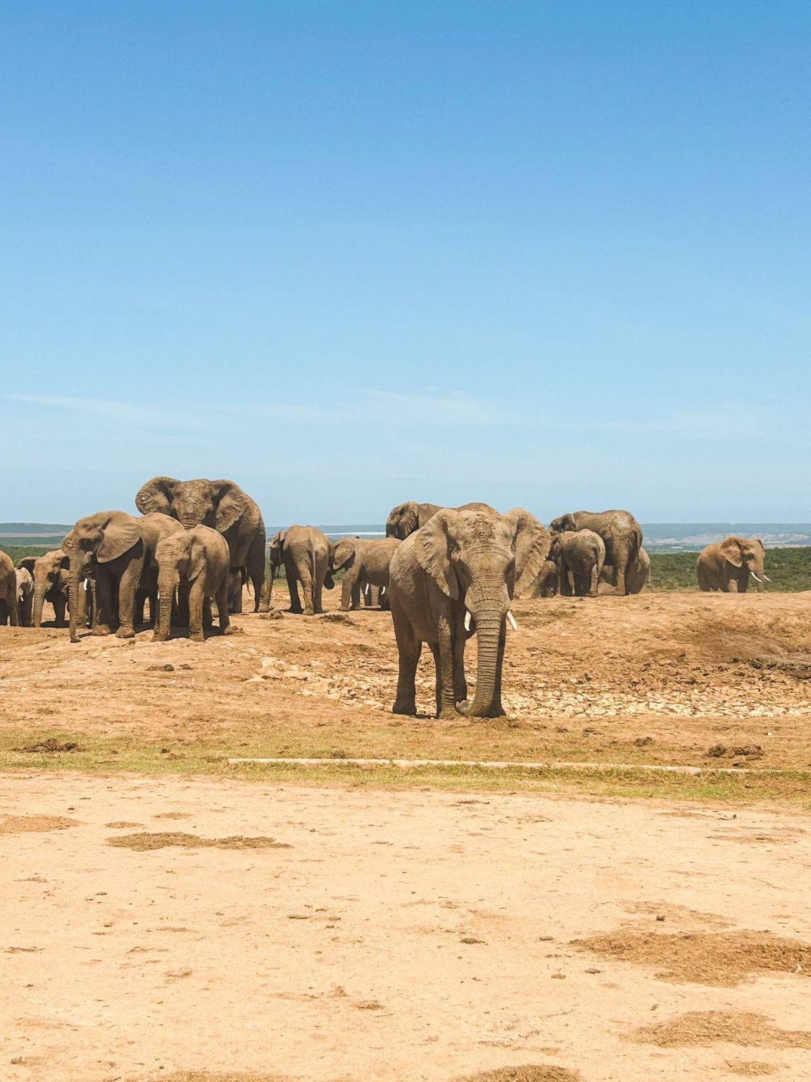 Op Safari in Zuid-Afrika: Beste tijd, kosten & tofste parken