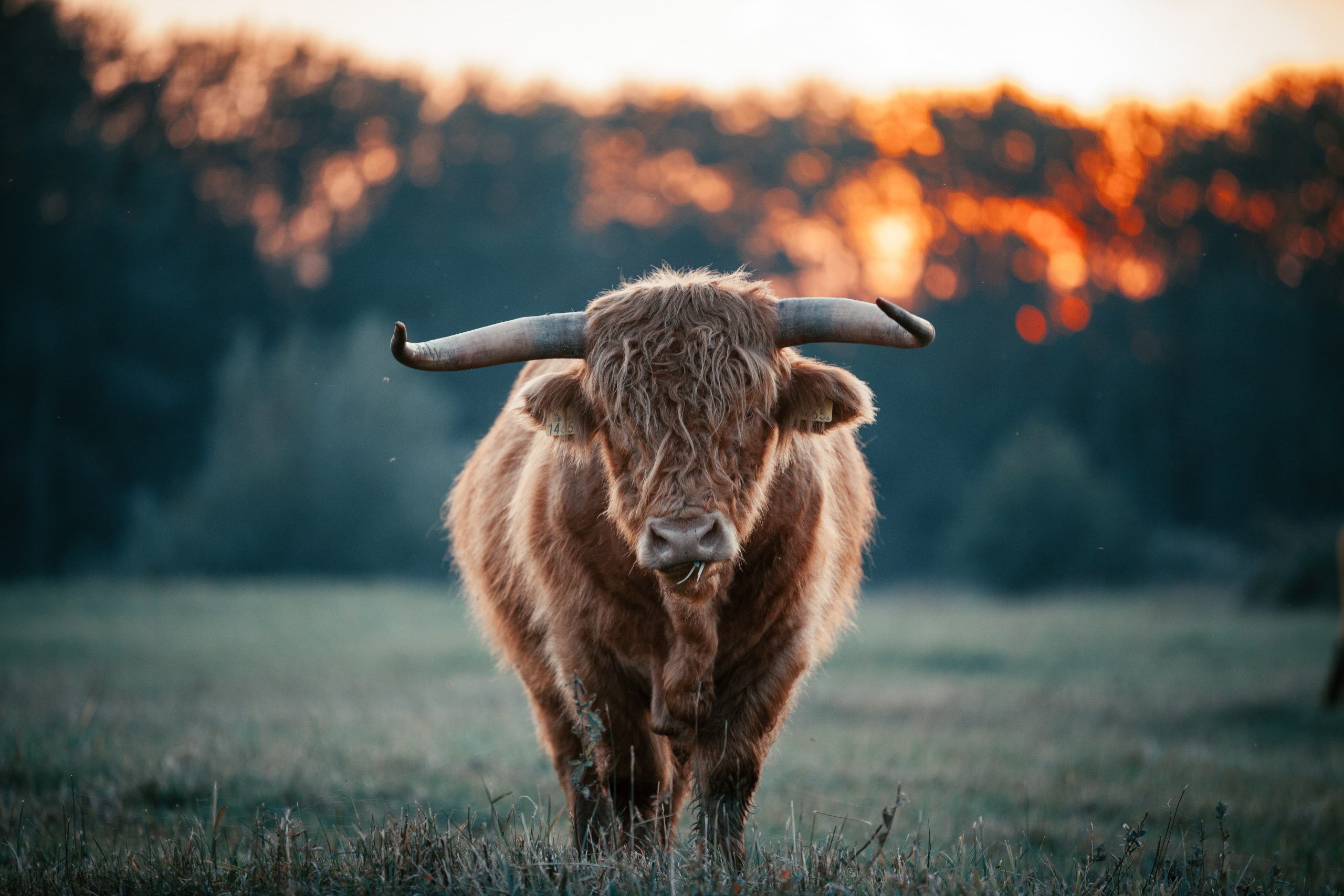 4x De Schotse Hooglander In Nederland Spotten Fotograferen 4x De Schotse Hooglander In Nederland Spotten Fotograferen