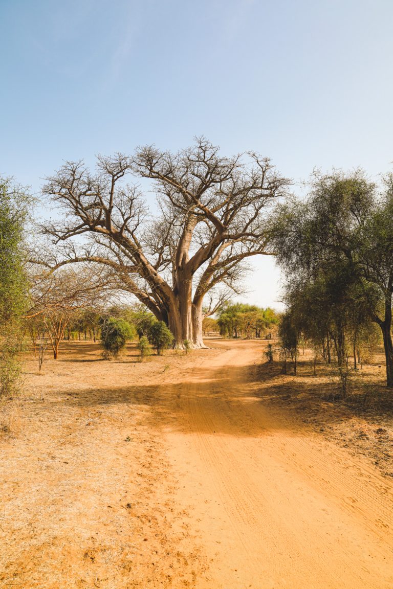 Alles over reizen naar Senegal + 10 to do's!