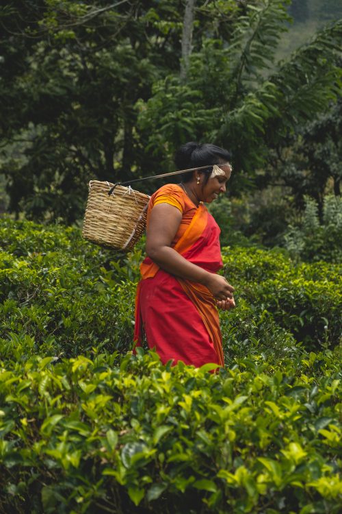 Sri Lanka bezienswaardigheden: Deze 14 plekken wil je zien!