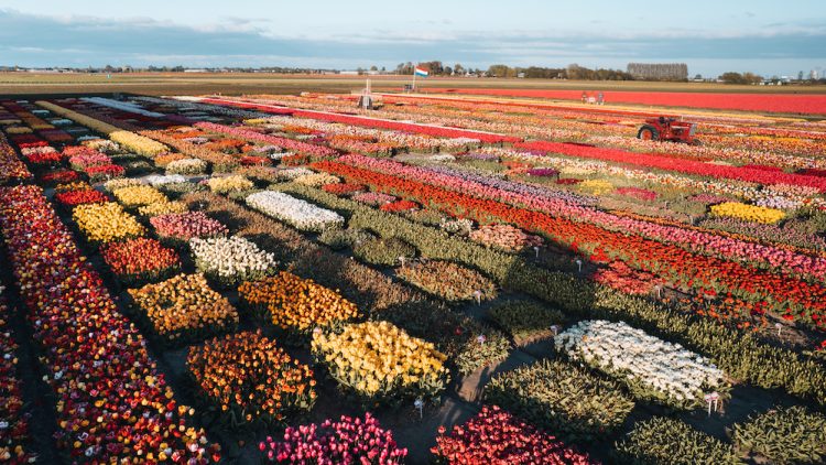 Alles over de Bollenstreek: info & to do's | We Are Travellers
