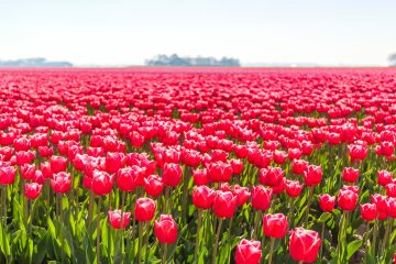 5x de mooiste tulpenvelden in Nederland | We Are Travellers