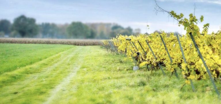 6 keer op bezoek bij een wijngaard in Limburg | We Are Travellers