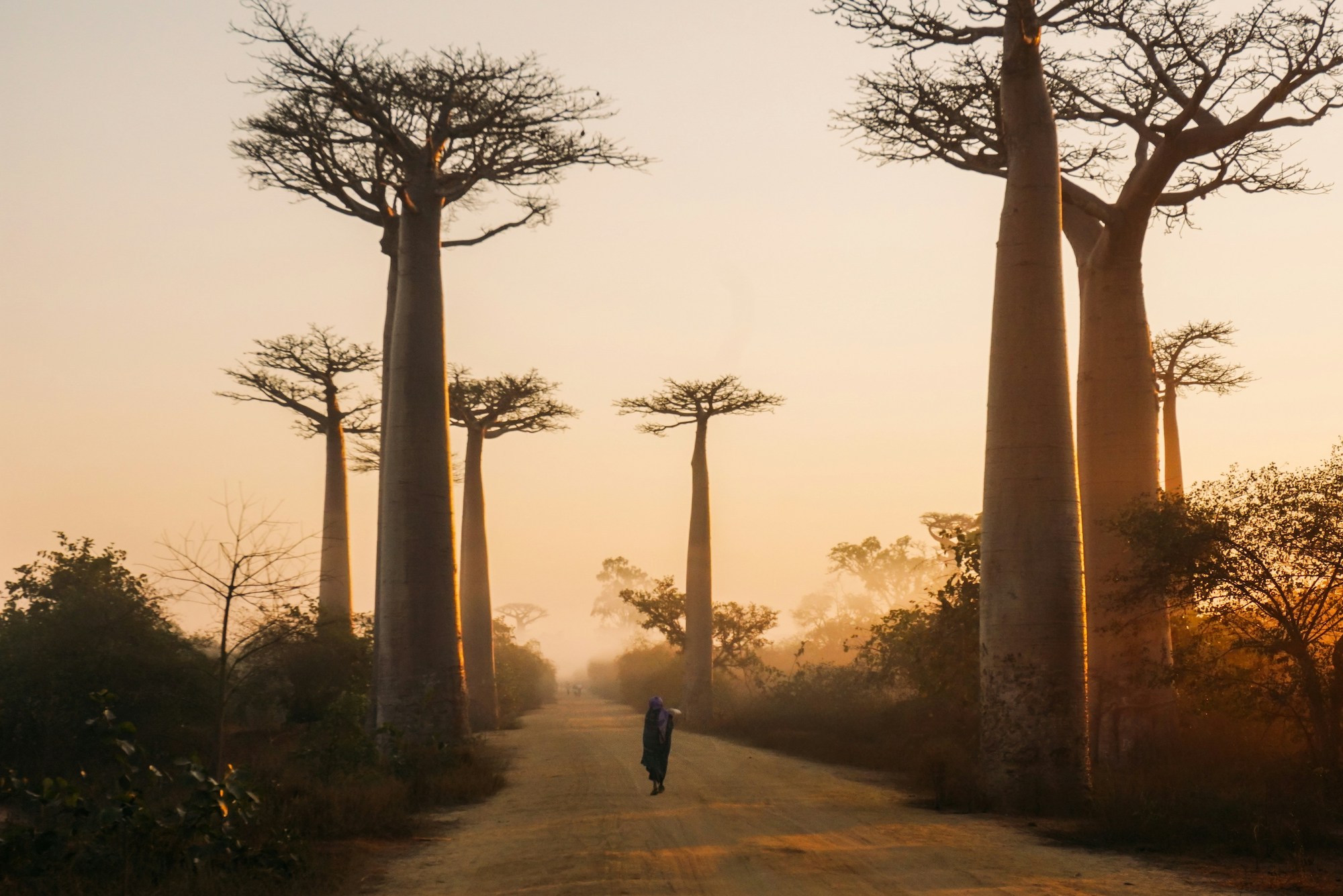Baobab Boom, dit wil je weten over deze bombastische bomen!