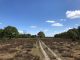 Natuurgebied De Maashorst in Brabant: de tofste routes en tips | We Are ...