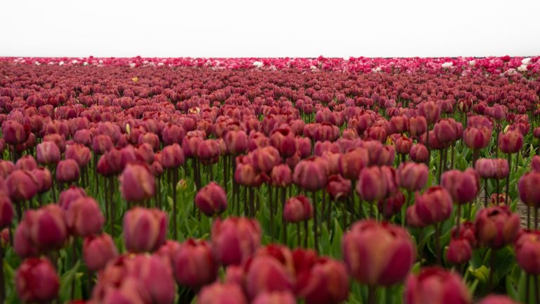 Alles over de Bollenstreek: info & to do's | We Are Travellers