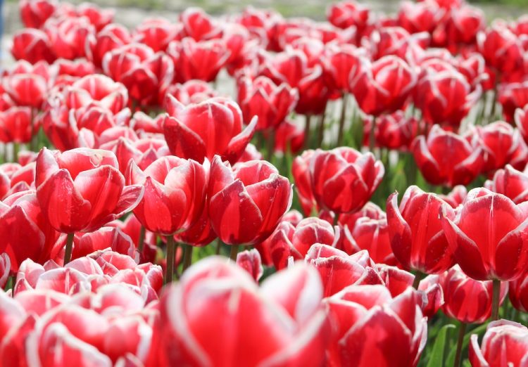 5x de mooiste tulpenvelden in Nederland | We Are Travellers